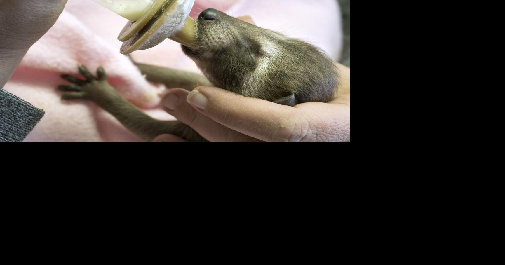 Found an injured or orphaned wild animal? The Wildlife Lodge and Clinic ...