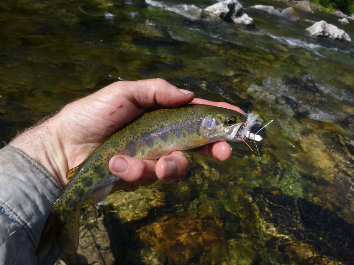 Tiny rainbow trout remain a mystery to anglers and biologists