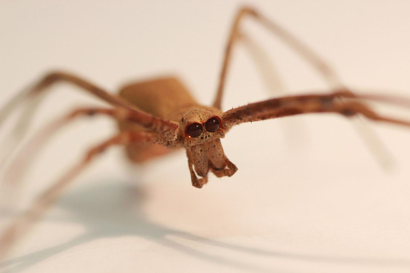 These spiders lack ears. But they can hear you, study says