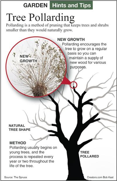 Problematic pollarding requires careful tree pruning in the future