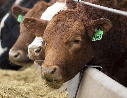 Drought pushing beef prices into record territory