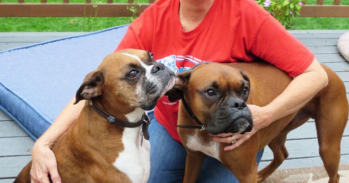 Northern Plains Boxer Rescue reaches milestone