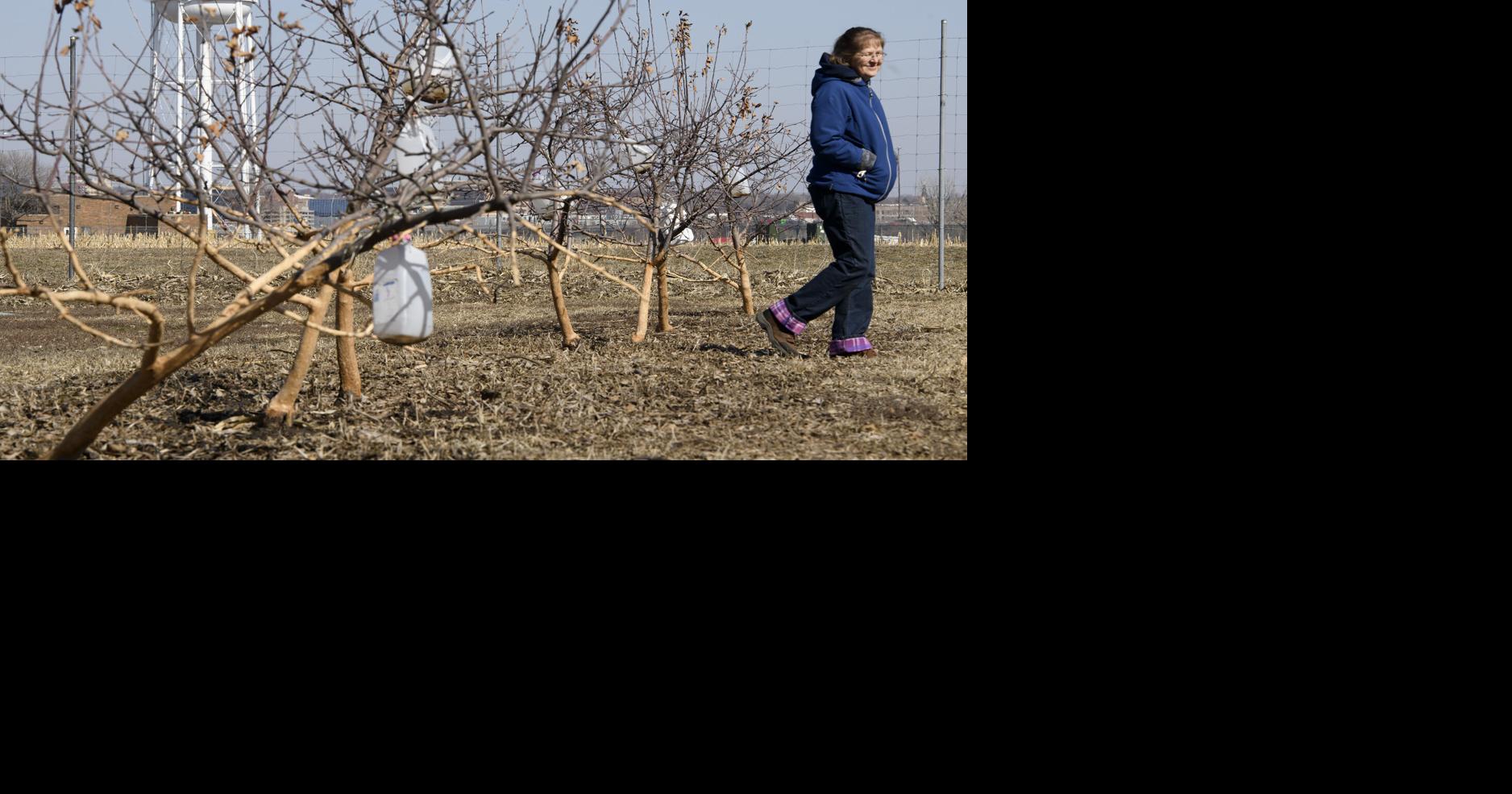Rabbits destroy South Sioux City apple orchard, workers wait to regrow