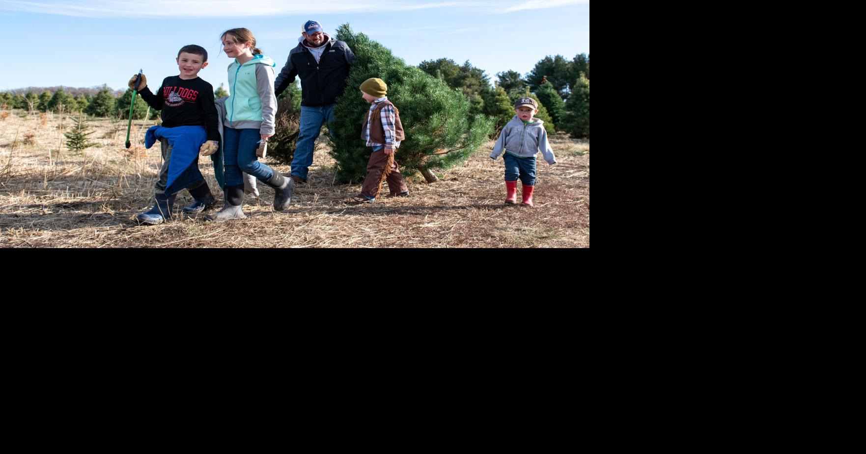 Northwest Iowa Christmas tree farms do a swift post-Thanksgiving business