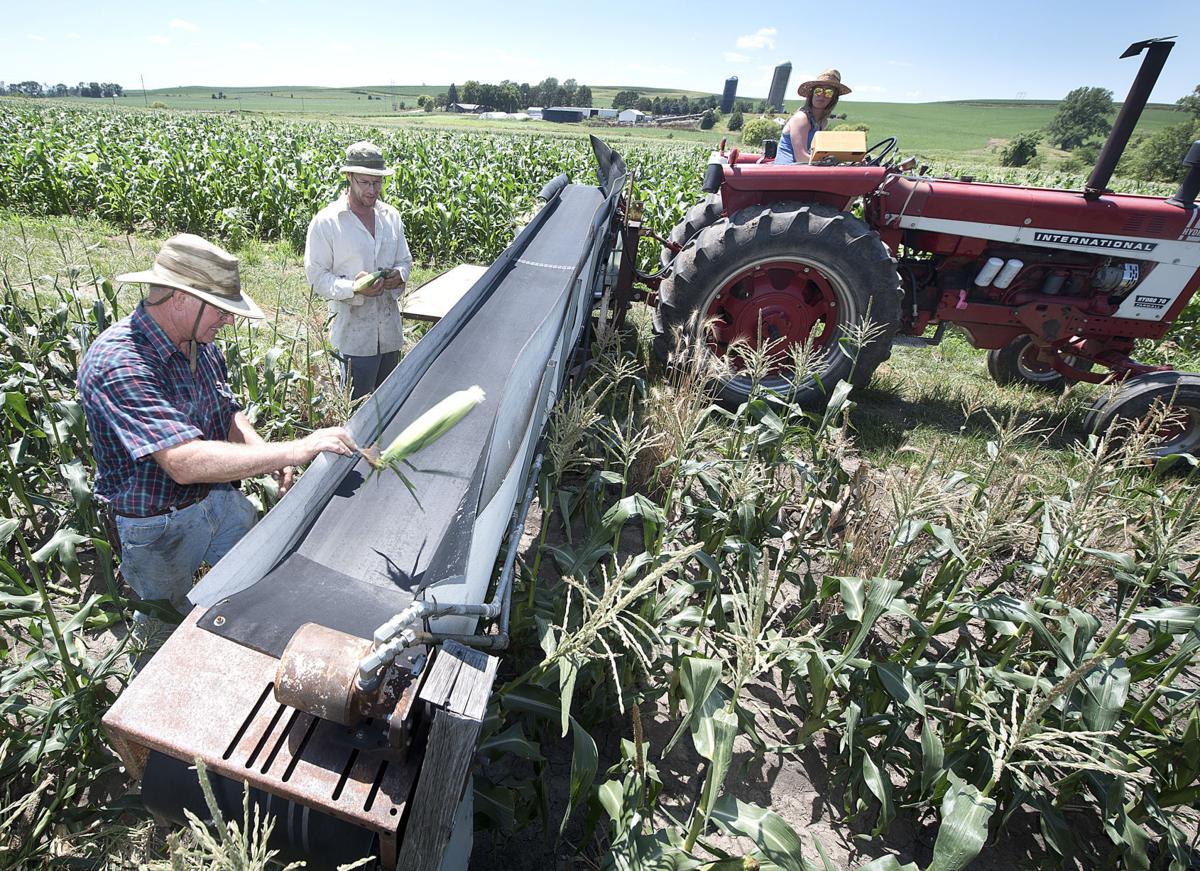 Siouxland corn crop looks good, despite dry weather | Local news ...