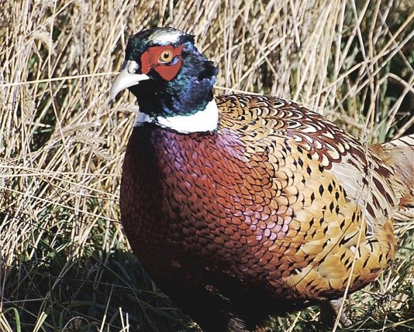 Midwest pheasant producers are anxious as bird flu spreads