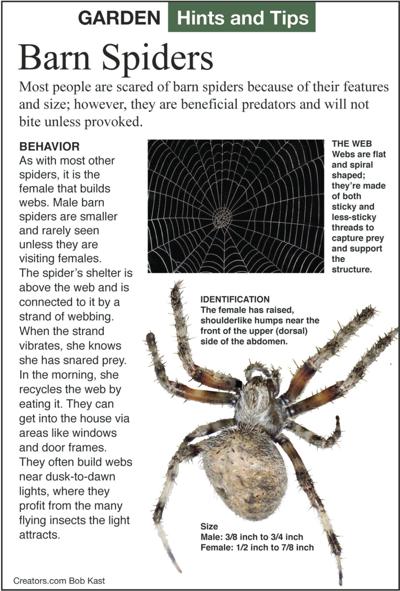 Jeff Rugg answers questions about fairy rings, barn spiders