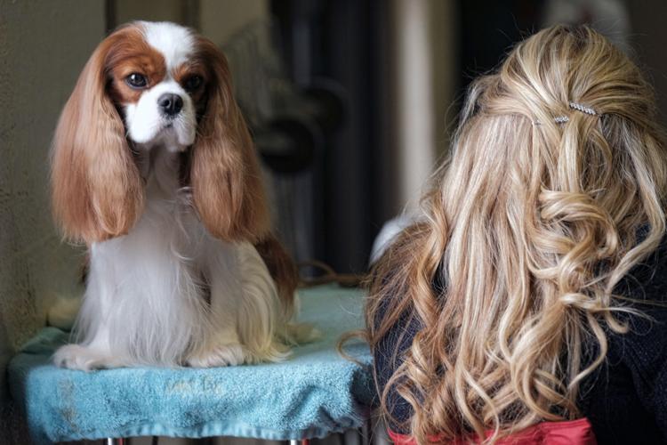 Photos: Behind the scenes at the 'Beverly Hills Dog Show'