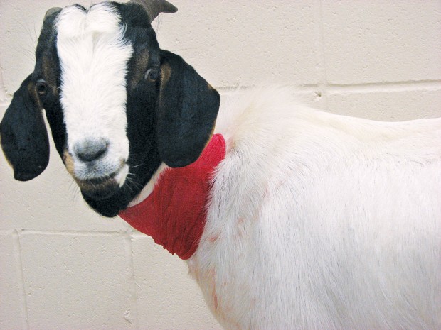 Men face misdemeanor charges for allegedly abusing goat