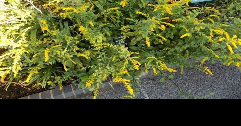 Goldenrod can brighten up your garden