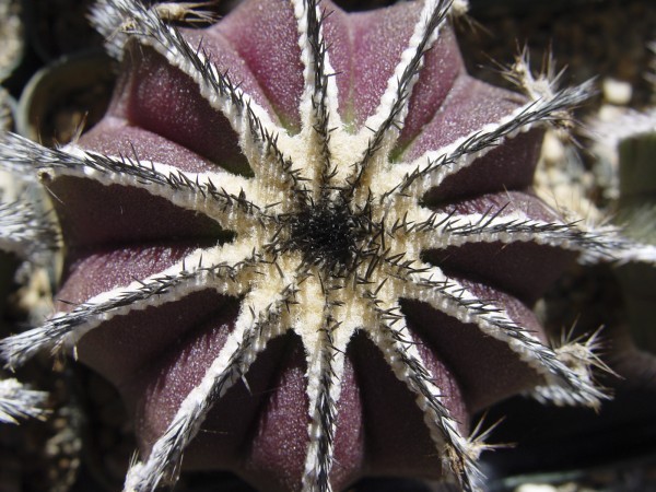 Symmetrical cactus sets off modern design