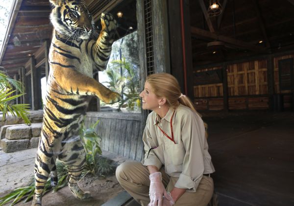 San Diego zoo’s new tiger enclosure brings big cats closer to fans