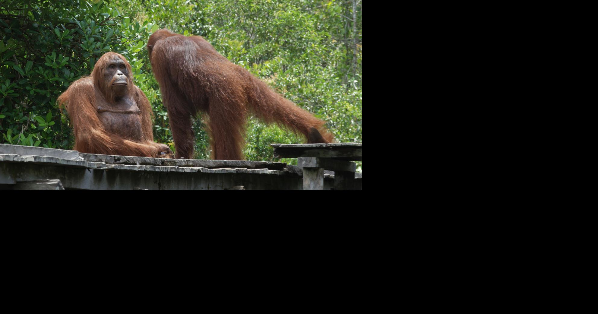 Spy creatures give an even closer look at animal life