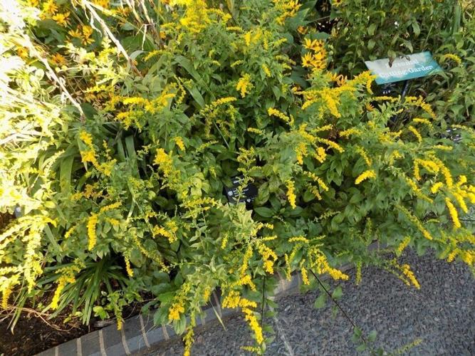 Goldenrod can brighten up your garden