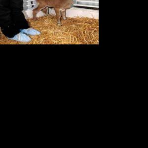 Trans Ova clones two rare bovines