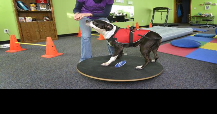 Doggie Fat Camp: Turning your chunky canine into one pumped-up pup