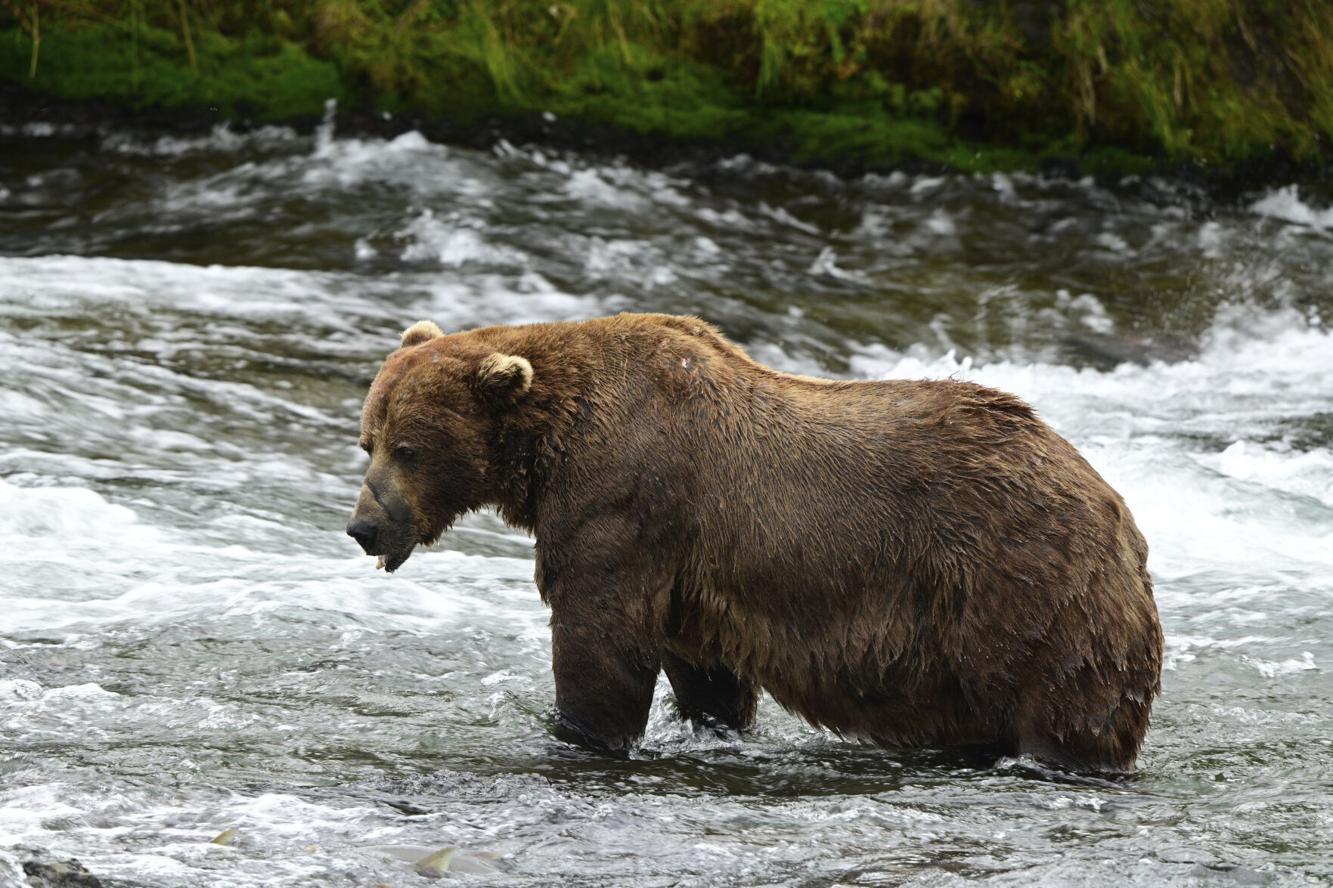 Chunk wins Alaska's popular Fat Bear Week contest