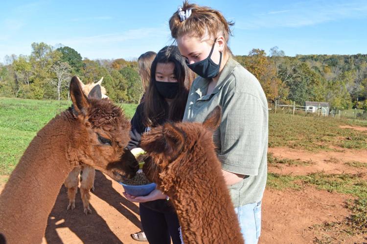 A hidden gem: Smith Mountain Lake Alpaca Farm has much to offer | Local ...
