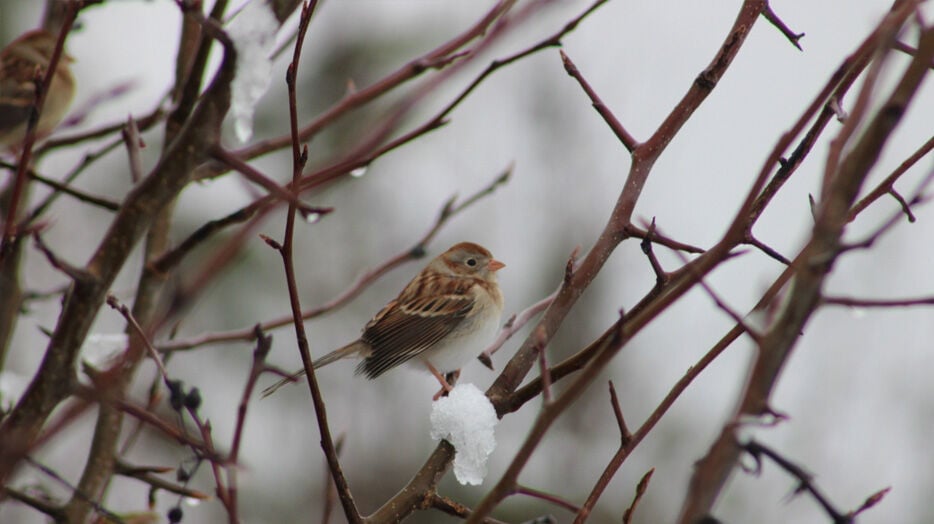 Join the Great Backyard Bird Count at a Virginia State Park | Local ...