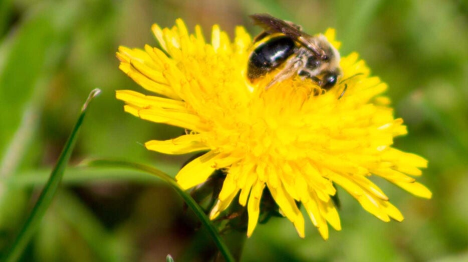 Nurture nature’s heroes during National Pollinator Month | Local News ...