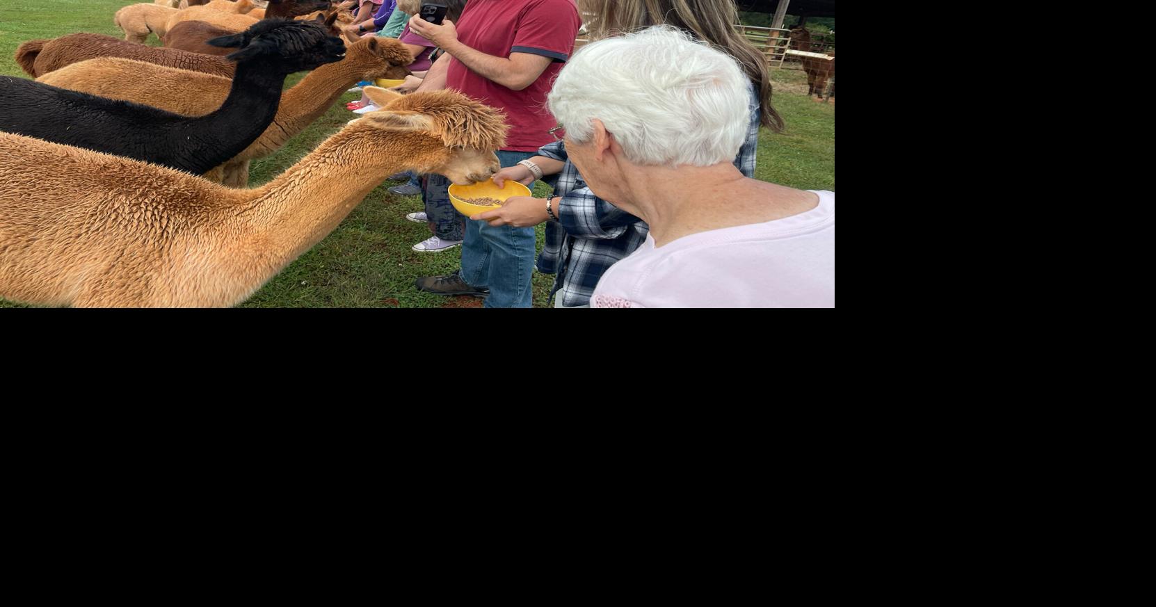 Smith Mountain Lake Alpaca Farm takes guests on a tour in ‘nature’s ...