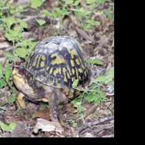An SML turtle tale: Lake woman rescues visitor | Boating Fishing And ...