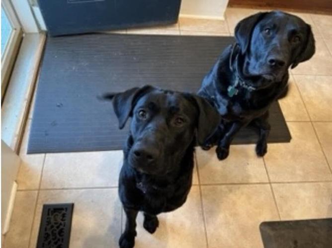 Update: Owner of dogs reported taken arrested in connection to death ...