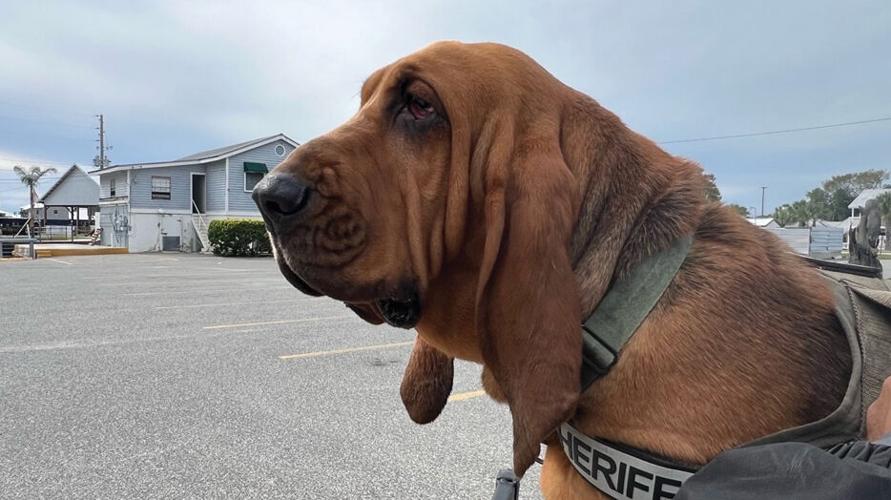Bedford County Sheriff’s Office Bloodhound K9 team receives national ...