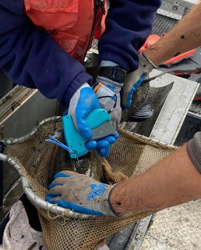 Tracking the invasive (and sometimes elusive) snakehead | Local News ...