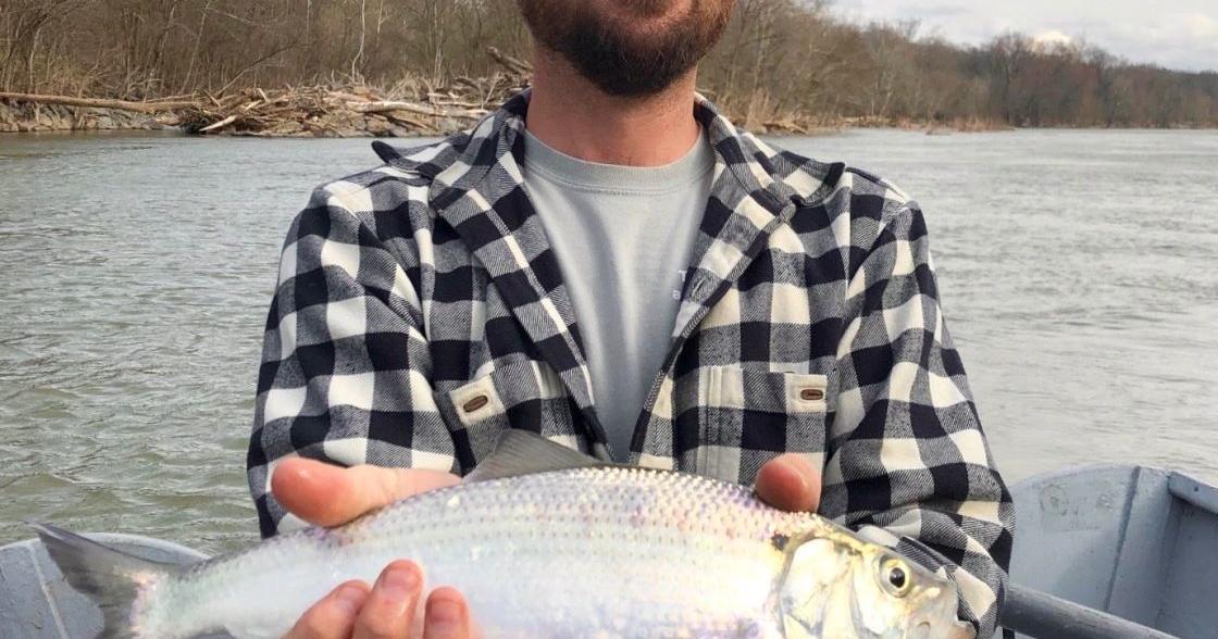 Catching shad is another sign that fishing season is here | Outdoors ...