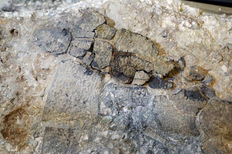 Rare turtle fossil donated to Calvert Marine Museum | News | somdnews.com