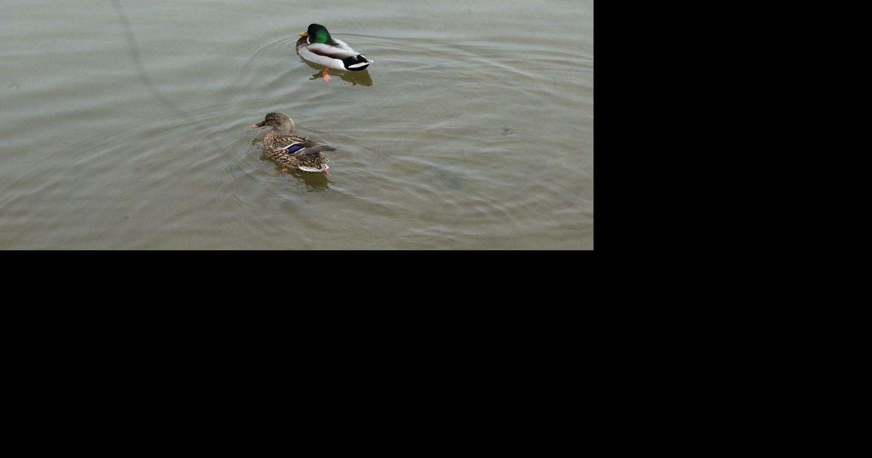Calvert Marine Museum contributes to global bird count | Local News ...