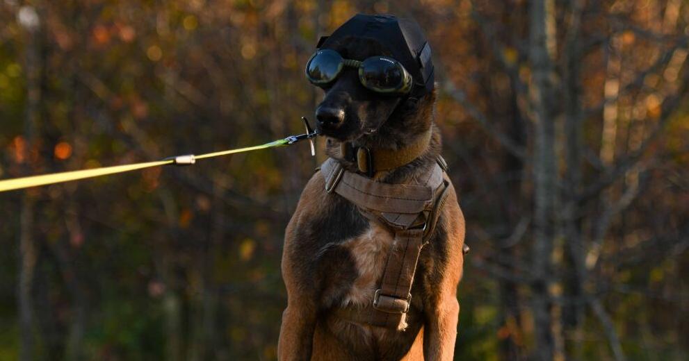 Ruff Riders: Military working dogs, 1st helicopter squadron conduct ...