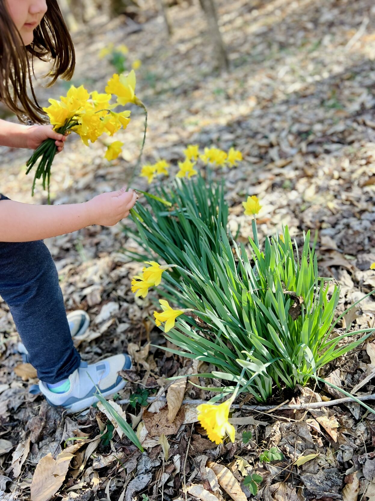 Right, Meg?: Gather ye daffodils while ye may | Columns | somdnews.com