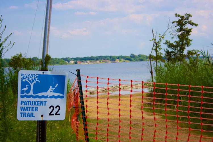 Dead harbor seal washes ashore near Benedict Bridge | Spotlight ...