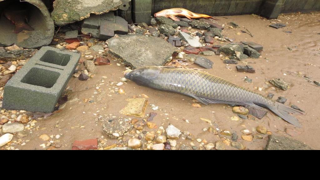Dead catfish found washed up from Breton Bay | Local News | somdnews.com