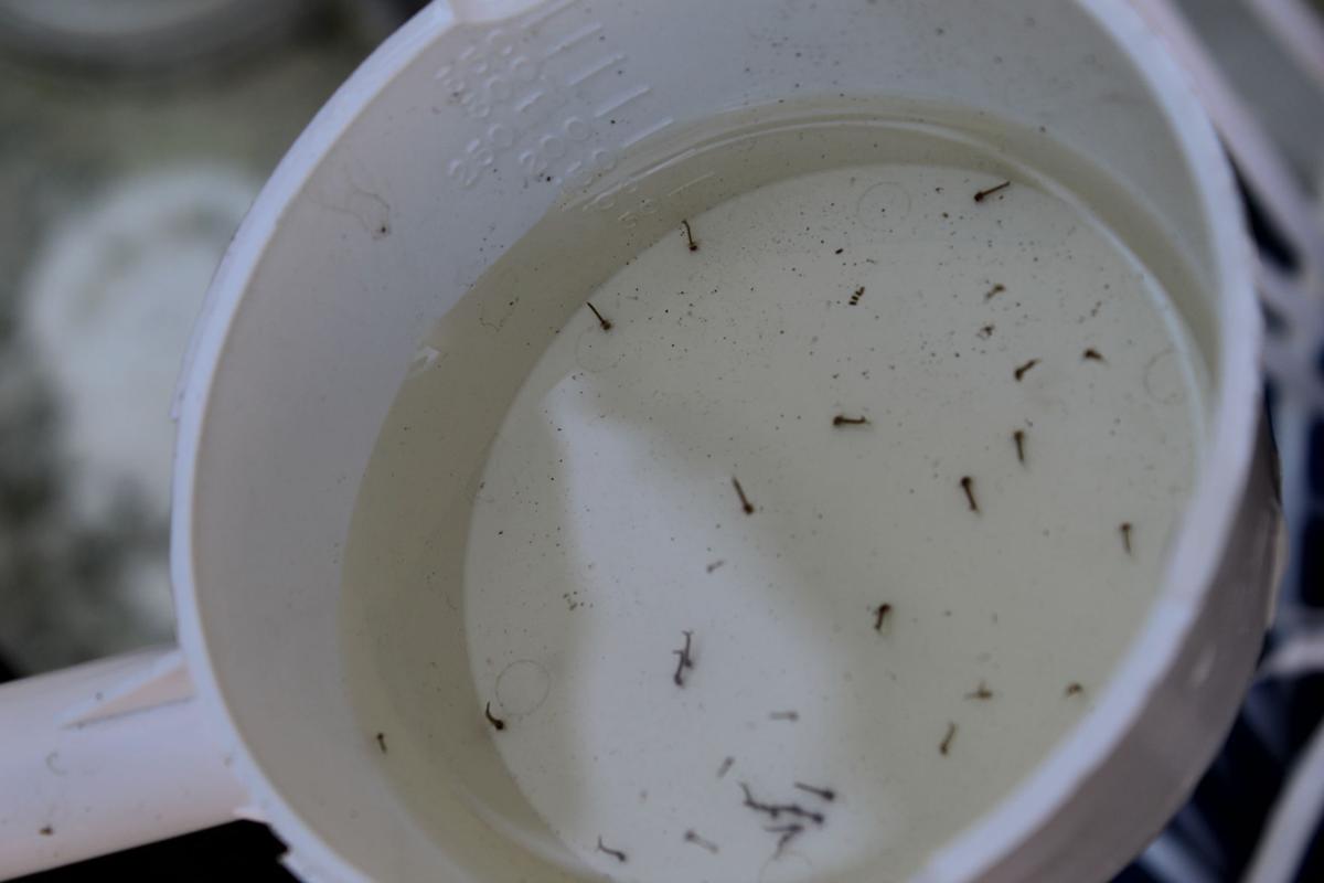 County has a new tool for combating mosquitoes | Spotlight | somdnews.com