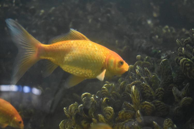 Part 1 in a series: Maryland continues its fight against invasive ...