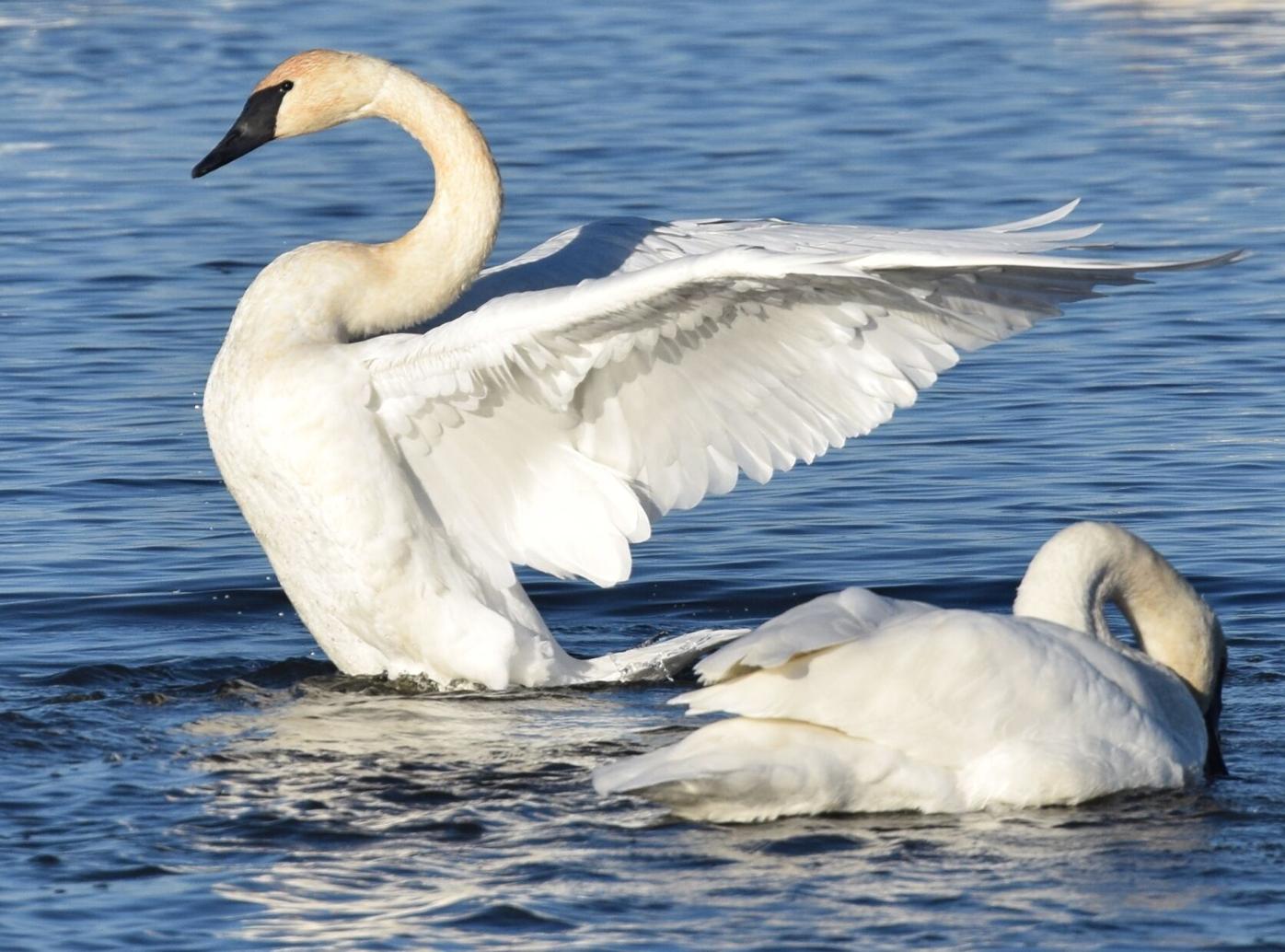 trumpeter swan bird code