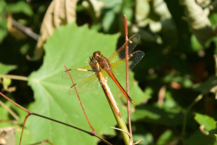 Celebrate the new year with a hike | Community | somdnews.com