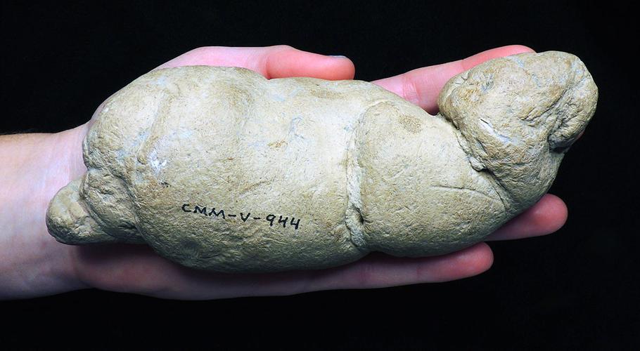 Calvert Marine Museum to host Coprolite Day | Arts and Entertainment ...