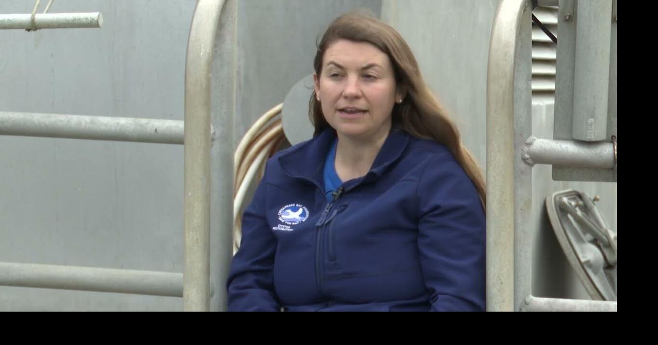 Maryland gardeners help rebuild oyster population ahead of 2025 ...