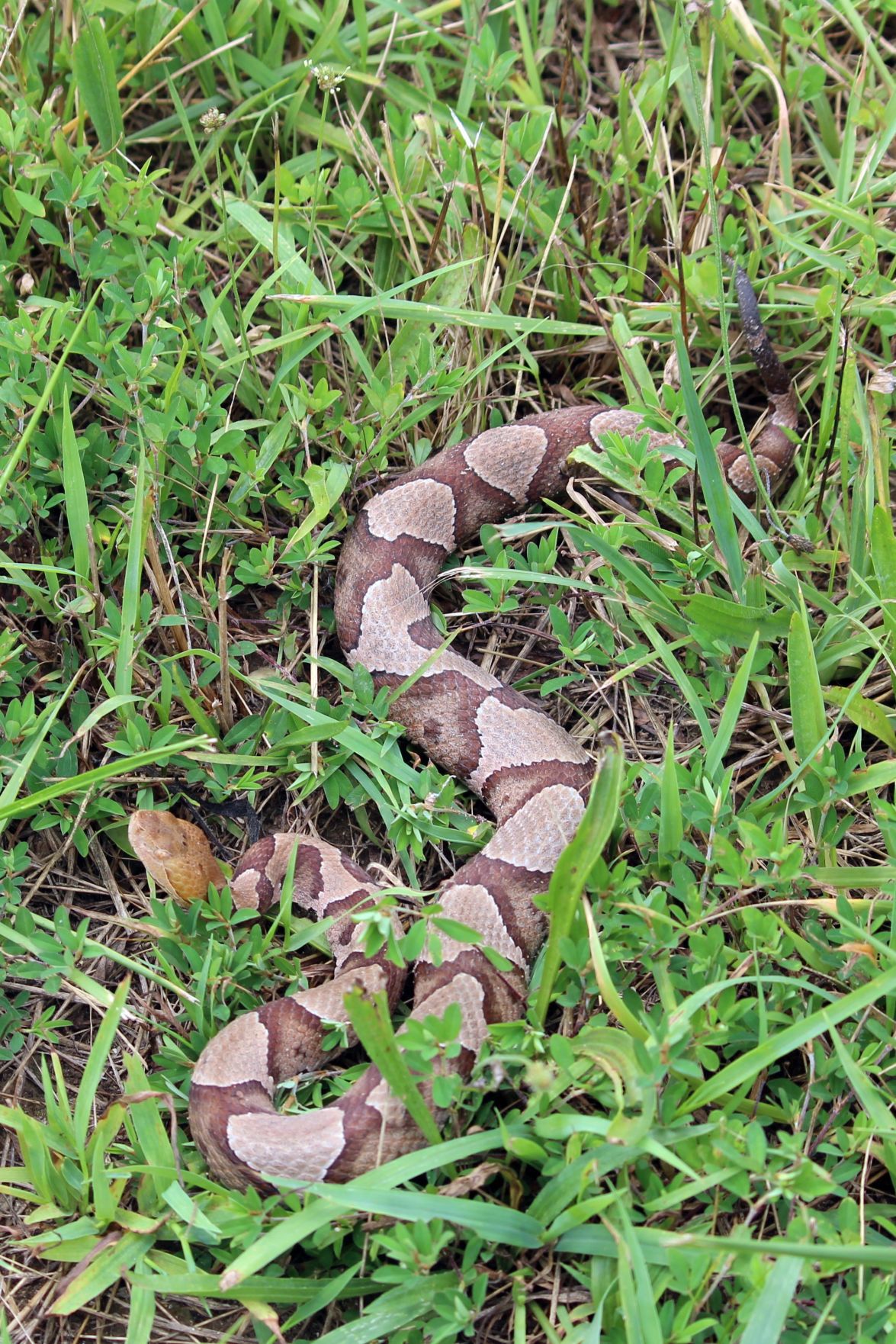Woman hospitalized for copperhead bite | Local News | somdnews.com