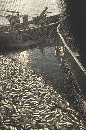 Action needed to curb menhaden ‘net spills,’ harvest | | somdnews.com
