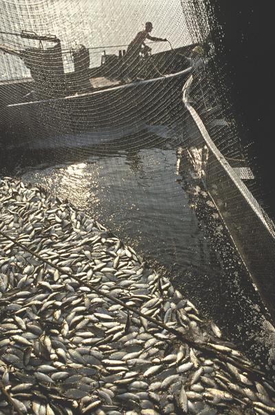 Action needed to curb menhaden ‘net spills,’ harvest | | somdnews.com
