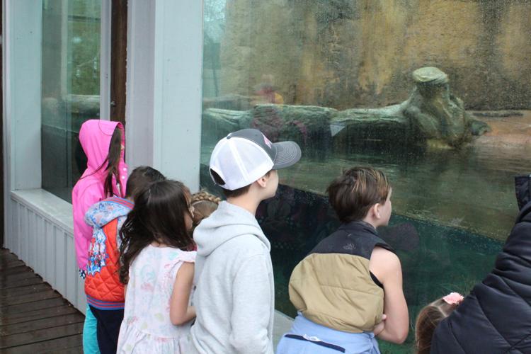 Calvert Marine Museum celebrates Otter Mania | Local | somdnews.com
