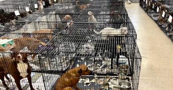 More than 70 dogs rescued from Calvert home | Local News | somdnews.com