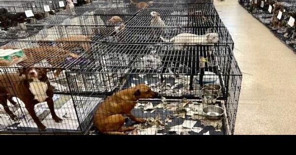 More than 70 dogs rescued from Calvert home | Local News | somdnews.com