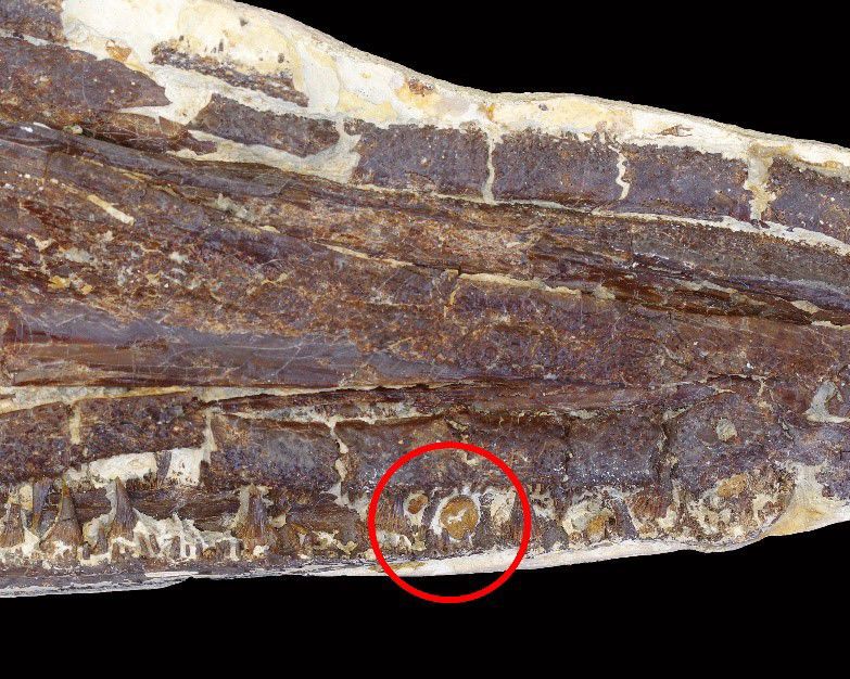 An untimely end | Features | somdnews.com