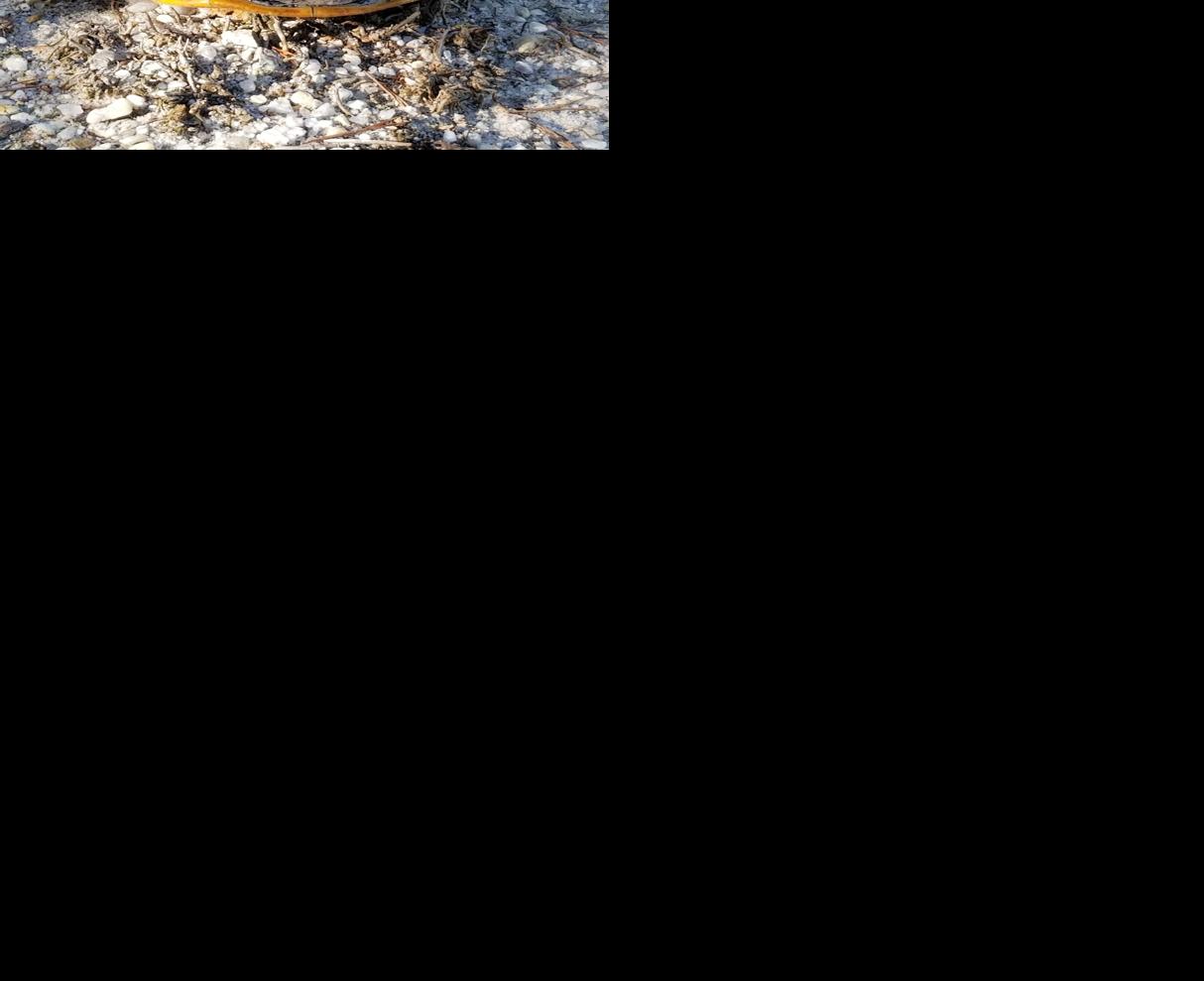 Terrapin program receives shell of a grant | Local News | somdnews.com